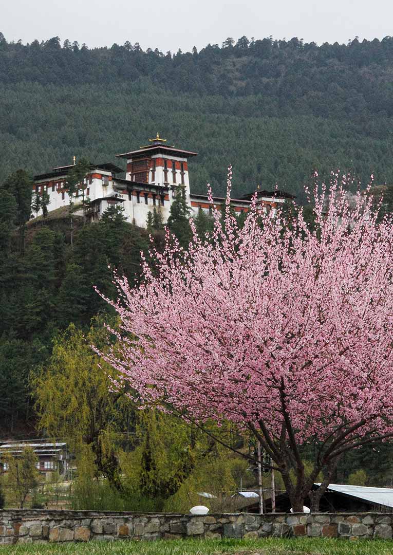 Jakar Dzong the Castle of white Bird - Tour Bhutan